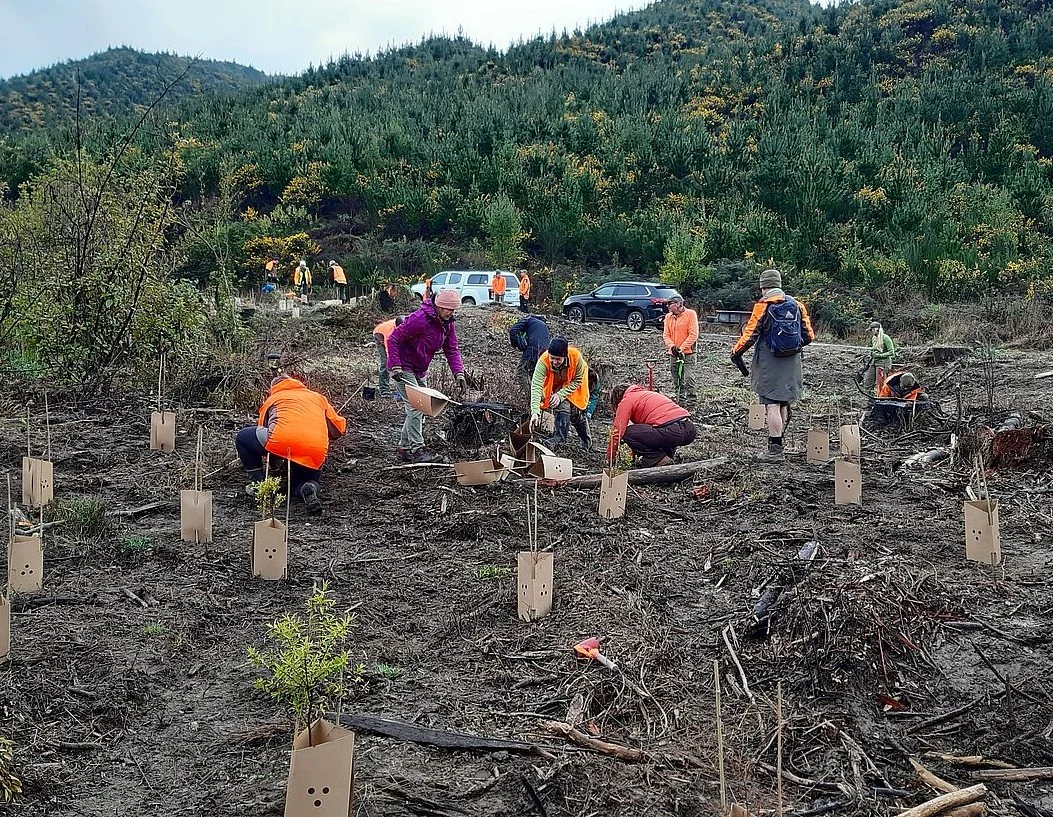 Teapot Valley forest rises from the ashes | Top South Now