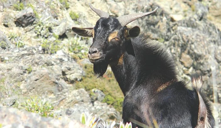 Goat hunting competition keeps local numbers at bay | Top South Now