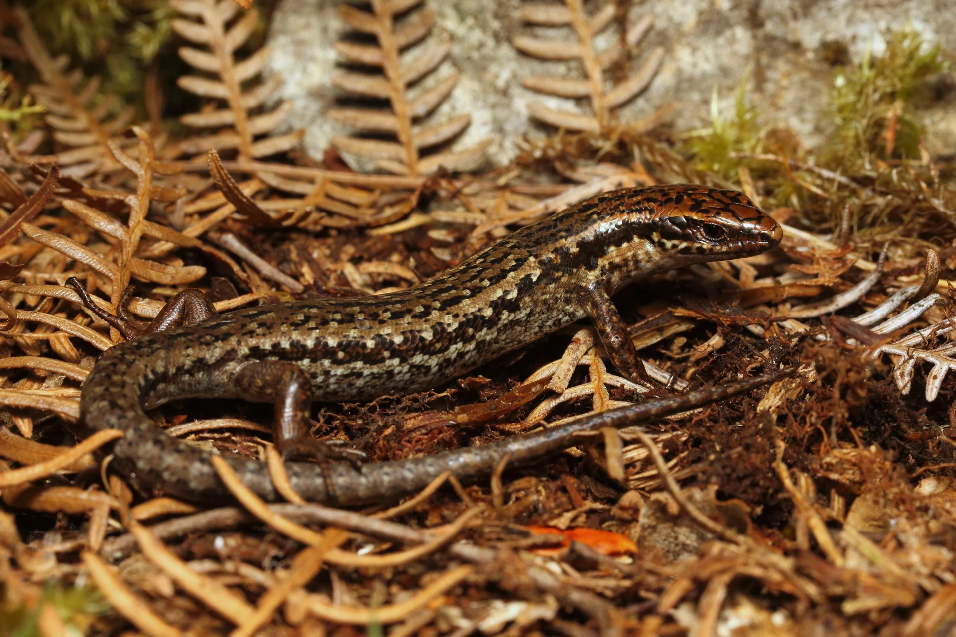 Rare skinks removed from Nelson Lakes | Top South Now