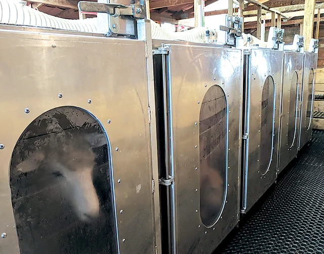 Low methane-emitting sheep show the way