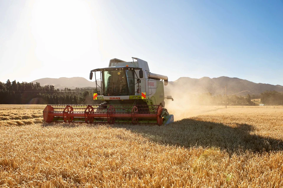 A successful harvest season in Canterbury