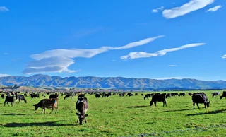 Cows with damaged tails mistreated