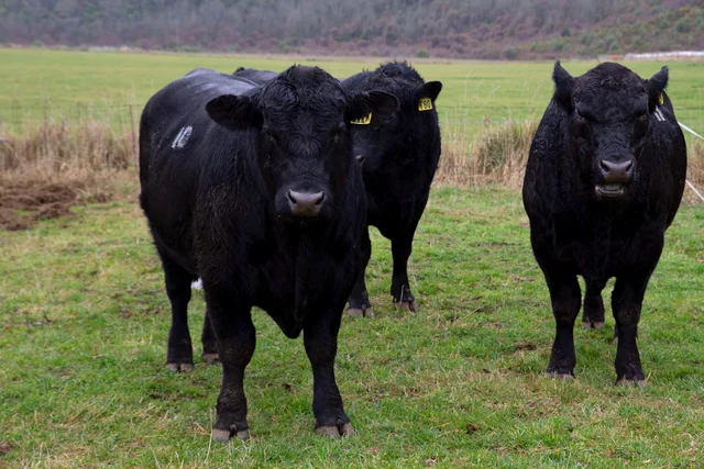 Cleardale bull sale results pleasing