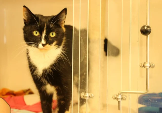 Seeking homes for older cats