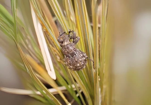 Beetlemania hits Ashburton
