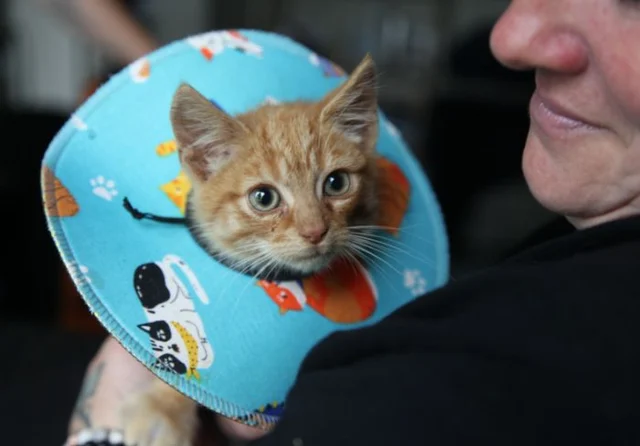 Local cat rescue overrun